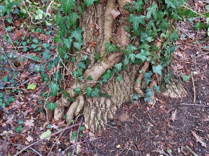 Découvrir la biodiversité de la forêt de Bréviande (le Mée-sur-Seine)